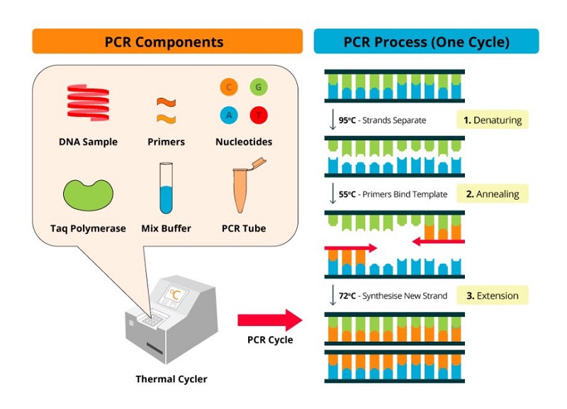 Những xét nghiệm PCR thường dùng để chẩn đoán bệnh lý nhiễm trùng ...