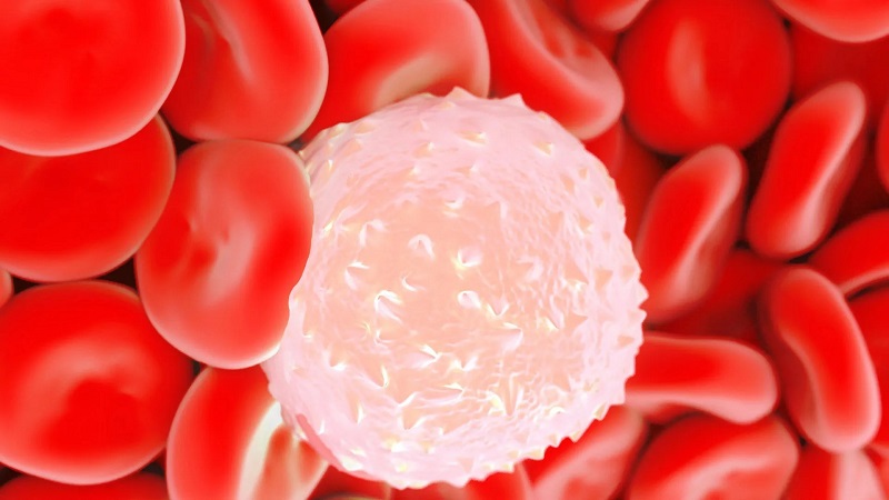Tìm hiểu về bạch cầu miễn dịch là gì và tác dụng của nó trên cơ thể
