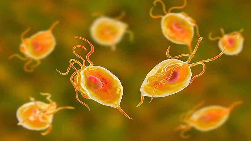 Trichomoniasis là bệnh gì, cách nhận biết và chẩn đoán | Medlatec