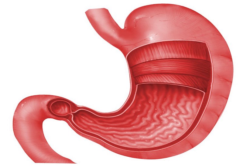 Đặc điểm - chức năng và cấu tạo dạ dày con người | Medlatec